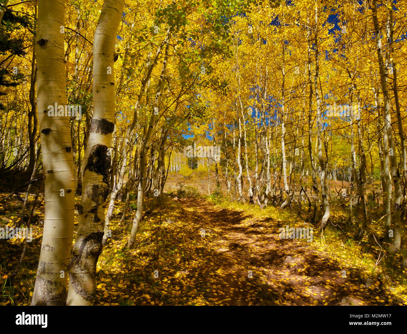 Horse Ranch Park Loop Trail, Kebler Pass, Crested Butte, Colorado, USA ...
