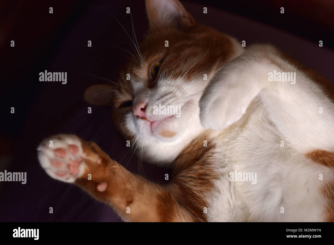 Goofy Cat Closeup Portrait Stock Photo - Alamy