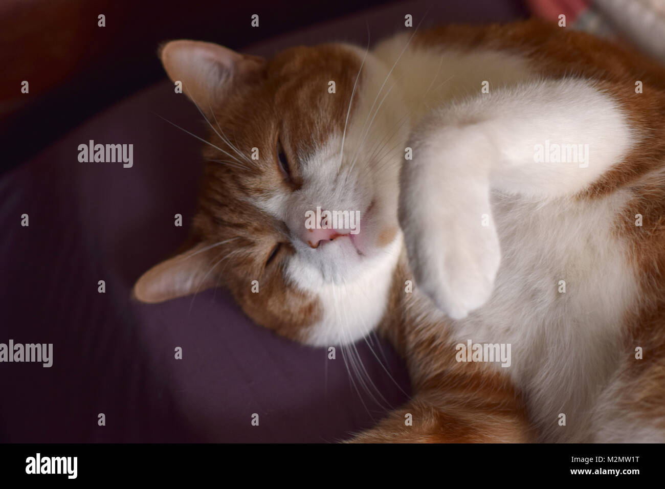 Goofy cat hi-res stock photography and images - Alamy