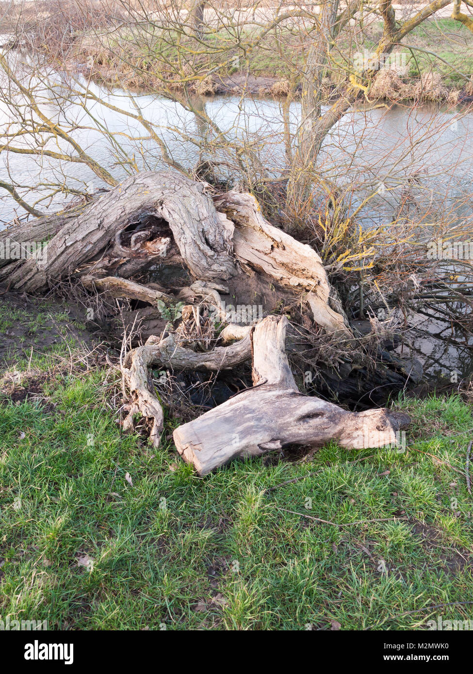 close up of fallen bare tree trunk stump uk; essex; england; uk Stock ...