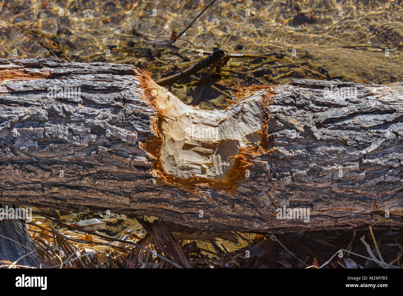 Beaver chewed tree hi-res stock photography and images - Alamy