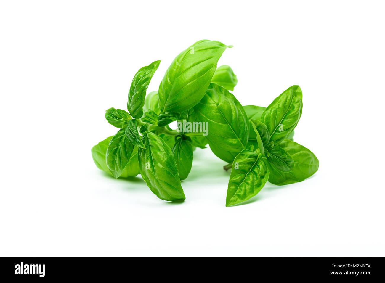 Original Italian fresh basil isolated on a white background Stock Photo ...