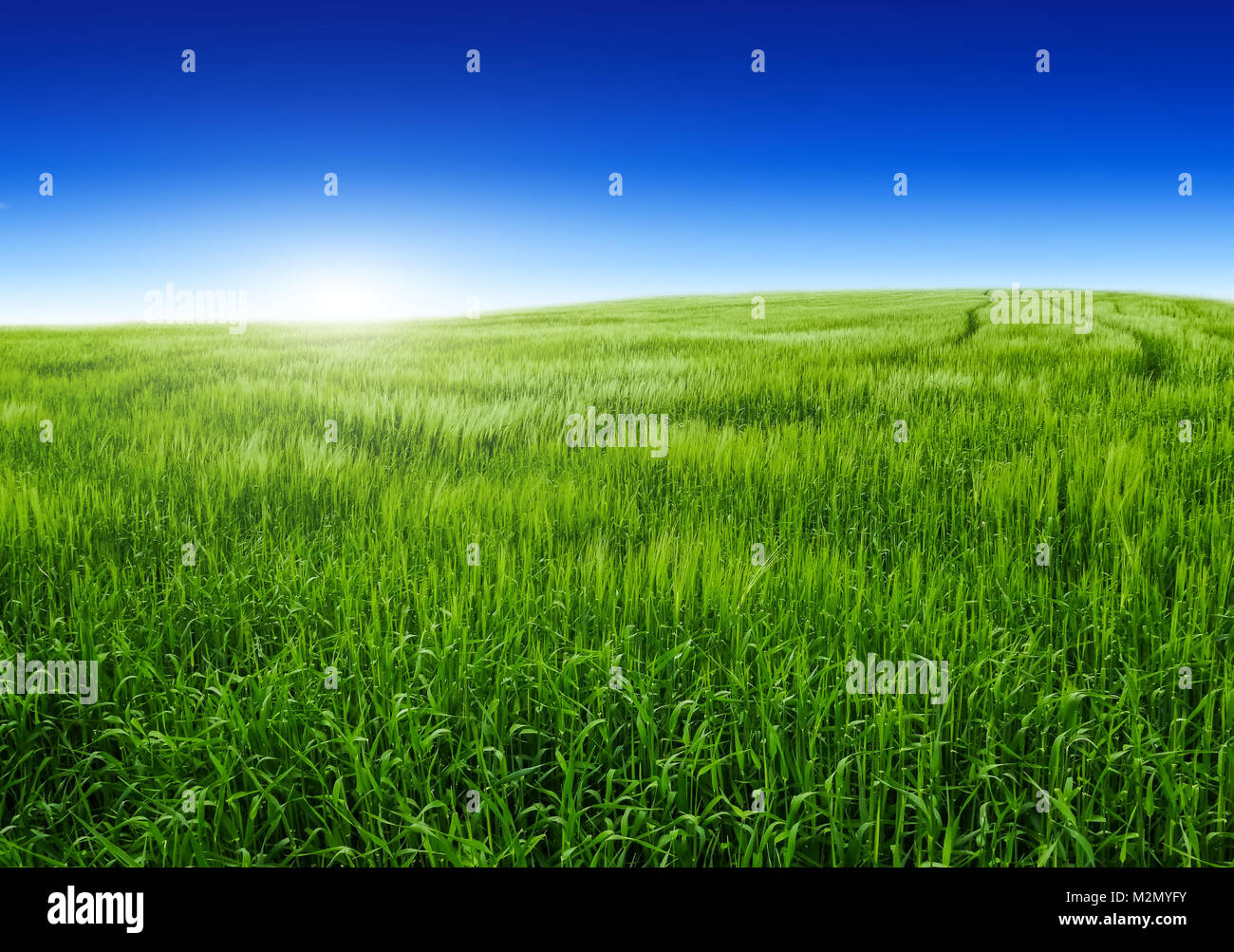 Summer field with green grass Stock Photo - Alamy