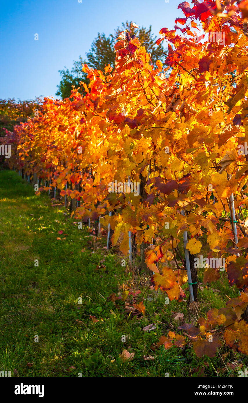 Beauty of vineyards in autumnal colors ready for harvest and production ...