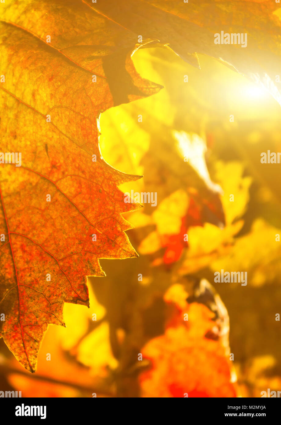 Beauty of vineyards in autumnal colors ready for harvest and production ...