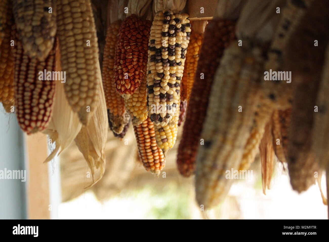 Corn Varieties hanging on a farmhouse in the highlands of Peru Stock ...