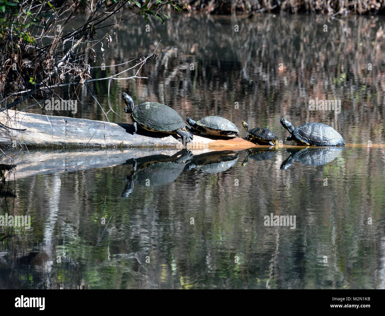 Turtle Family High Resolution Stock Photography and Images - Alamy