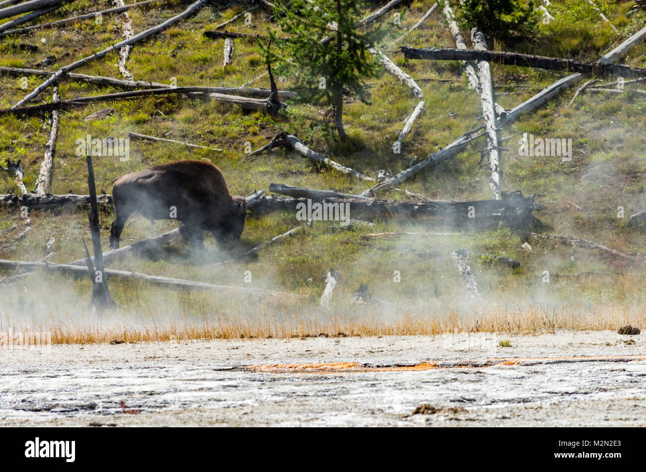 Bison grazing near hot springs in the Upper Geyser Basin. Yellowstone ...