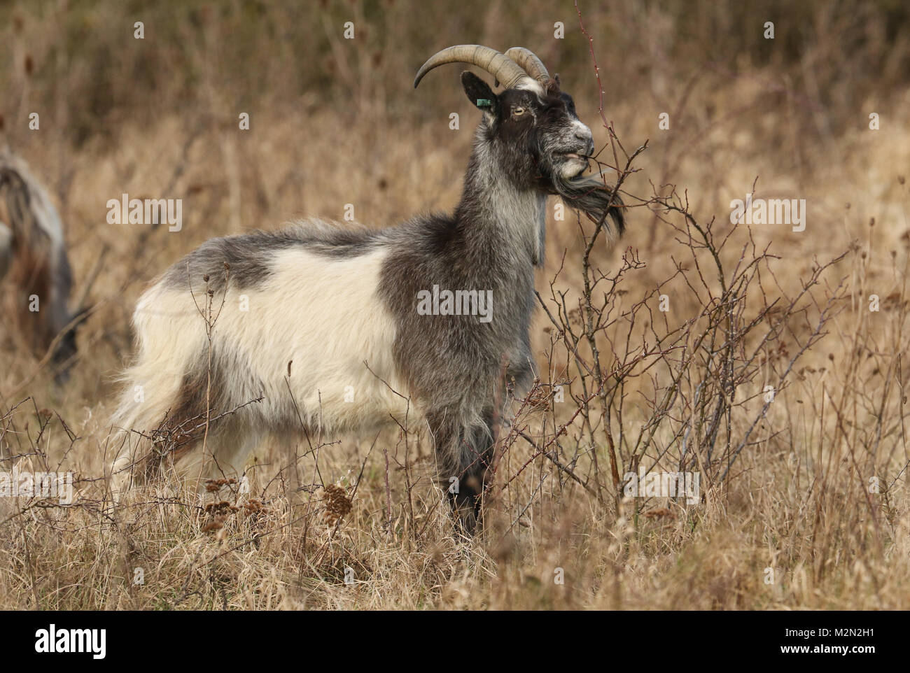 Goat Browsing High Resolution Stock Photography and Images - Alamy