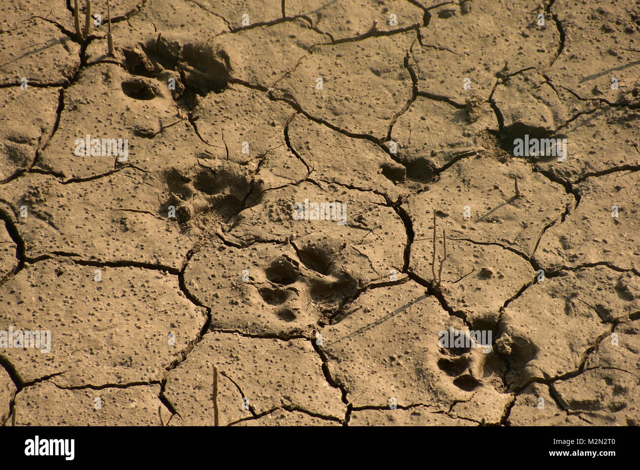 Tiger pugmarks hi-res stock photography and images - Alamy