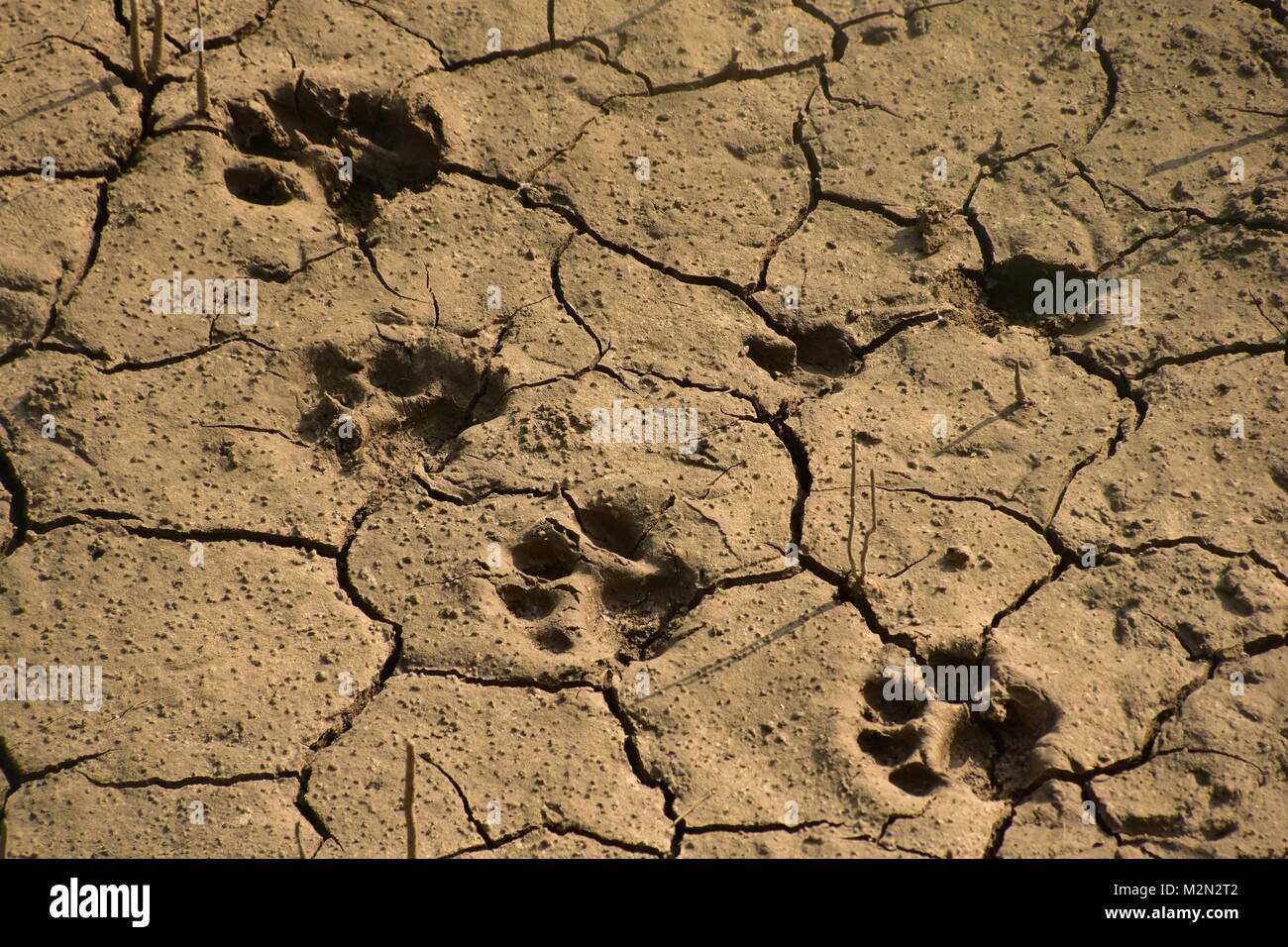 Tiger pugmarks hi-res stock photography and images - Alamy