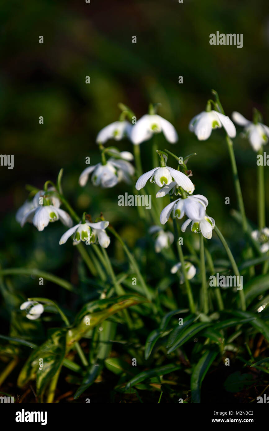 Galanthus greatorex double snowdrop hi-res stock photography and images ...