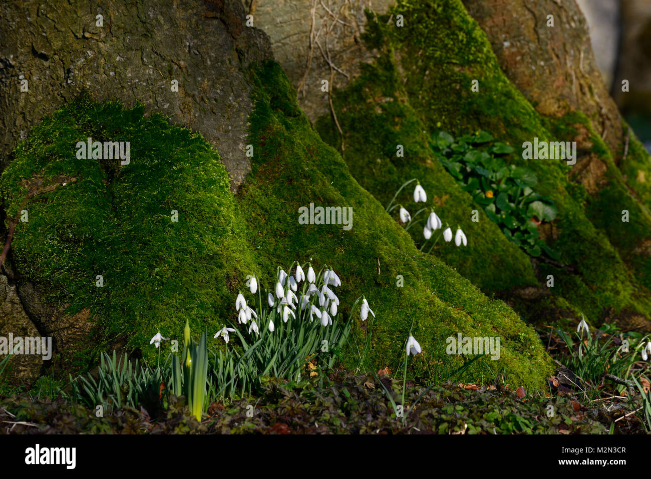 Moss base hi-res stock photography and images - Alamy