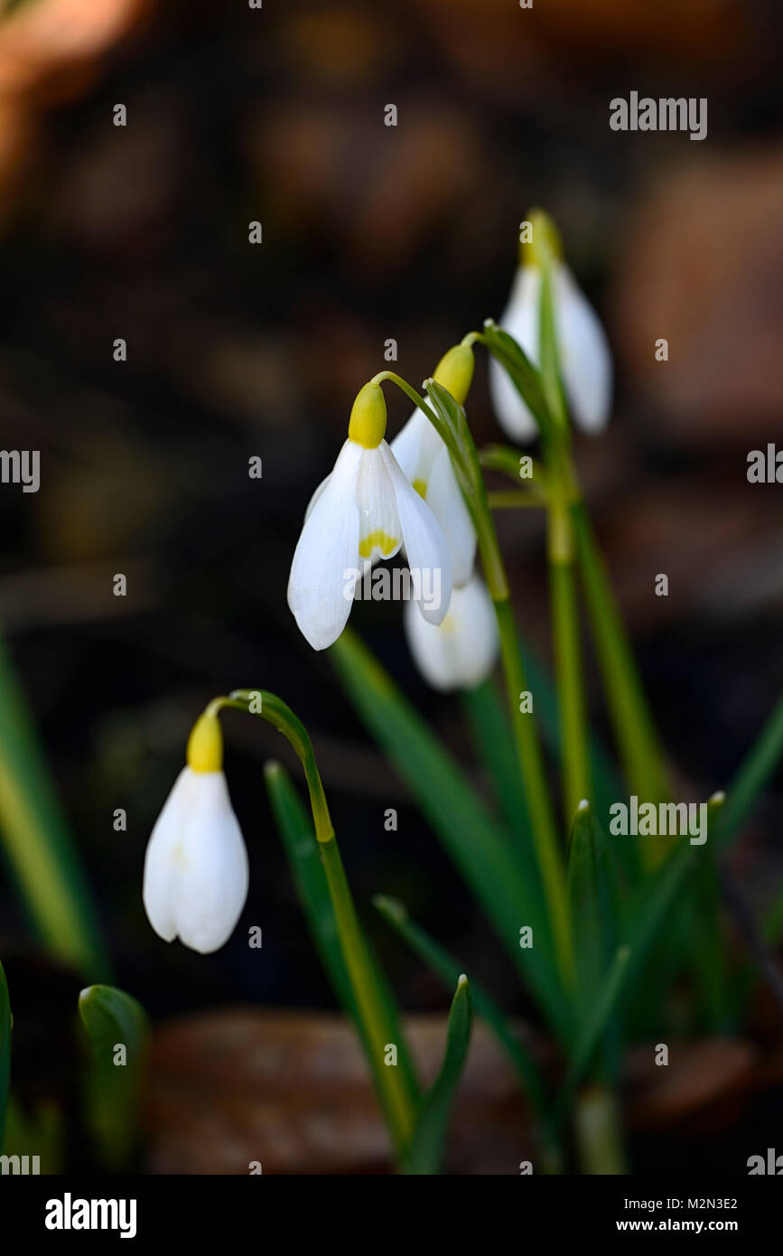Yellow snowdrop hi-res stock photography and images - Alamy