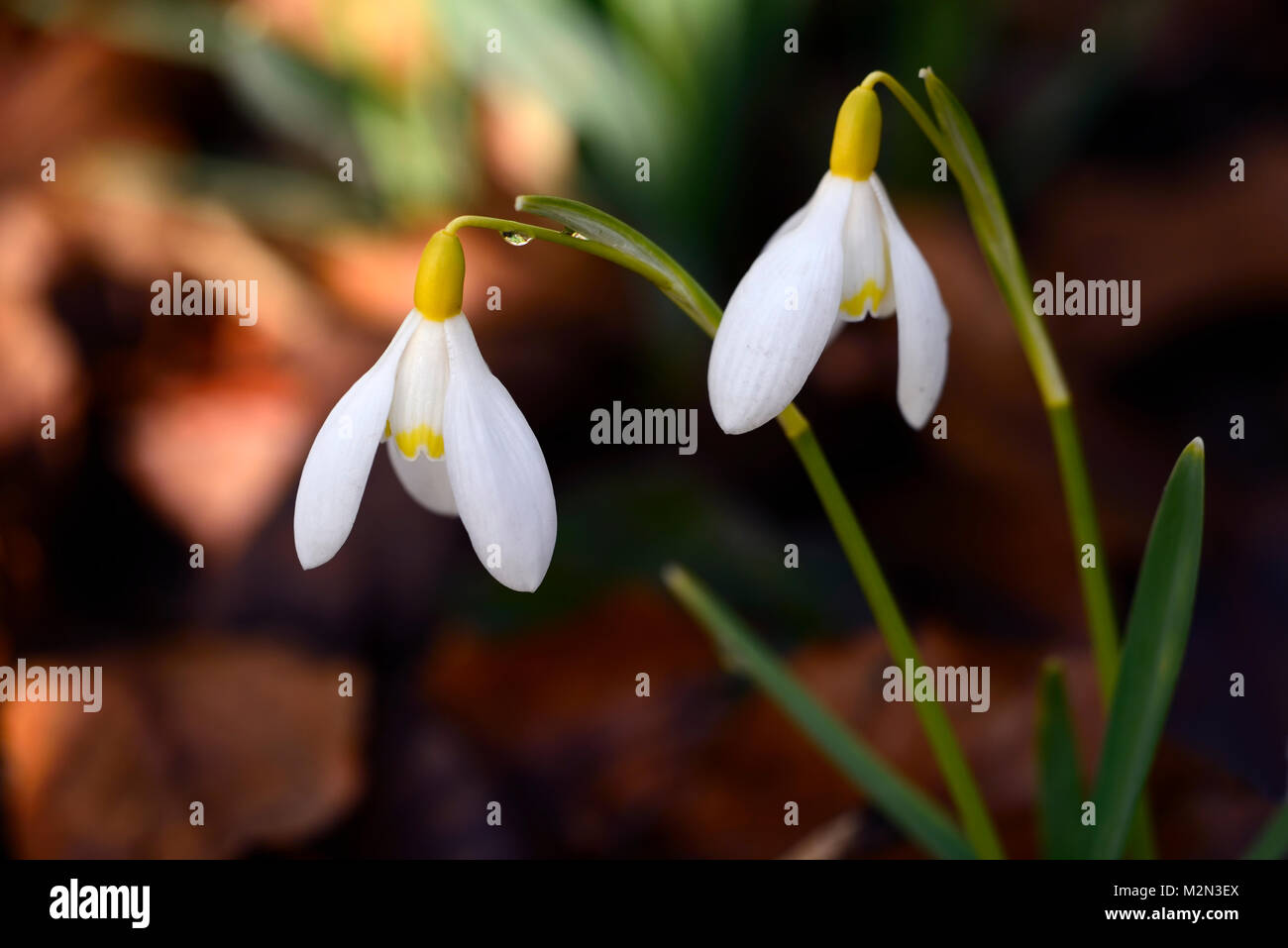 Yellow snowdrop hi-res stock photography and images - Alamy