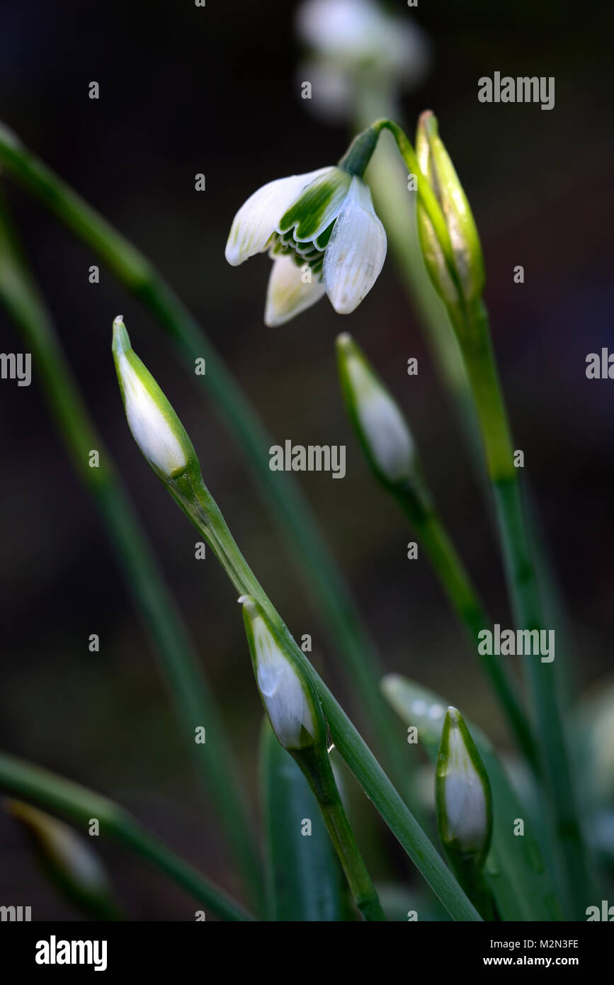 galanthus rodmartin, double,doubles,hybrid,snowdrop, snowdrops, spring ...