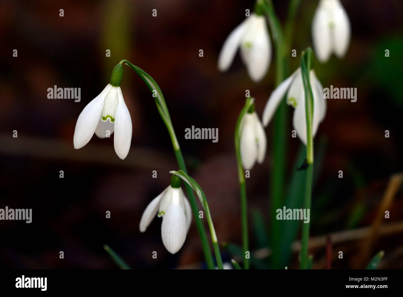 galanthus castlegar,irish,Ireland,snowdrop, snowdrops, spring, flower ...