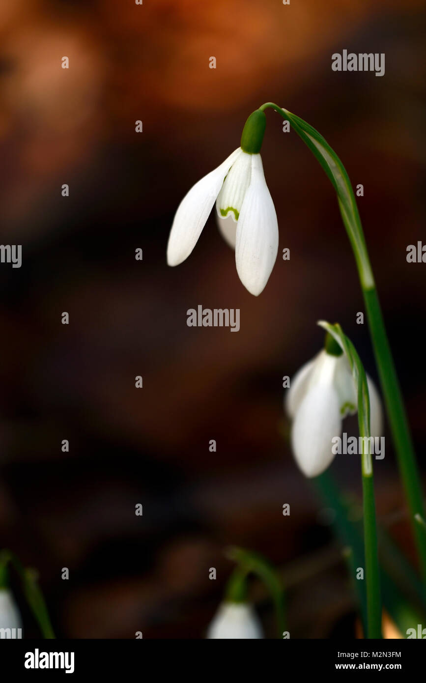 galanthus castlegar,irish,Ireland,snowdrop, snowdrops, spring, flower ...