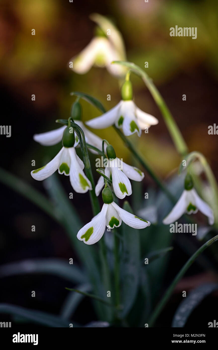 galanthus trumps, snowdrop, snowdrops, spring, flower, flowers ...