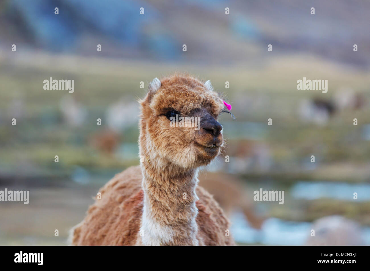 Peruvian alpaca in Andes Stock Photo - Alamy