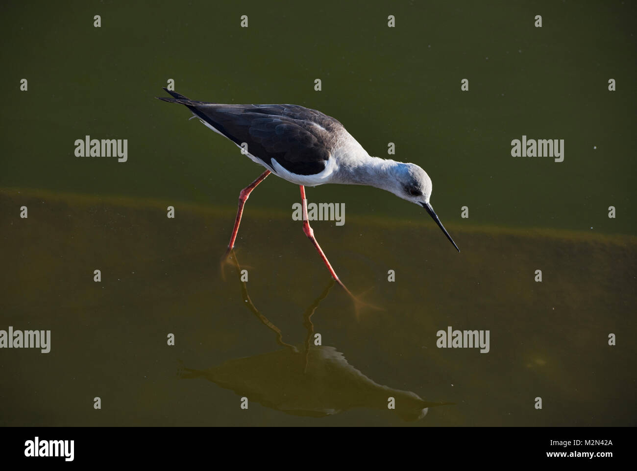 Indian stilt bird hi-res stock photography and images - Alamy