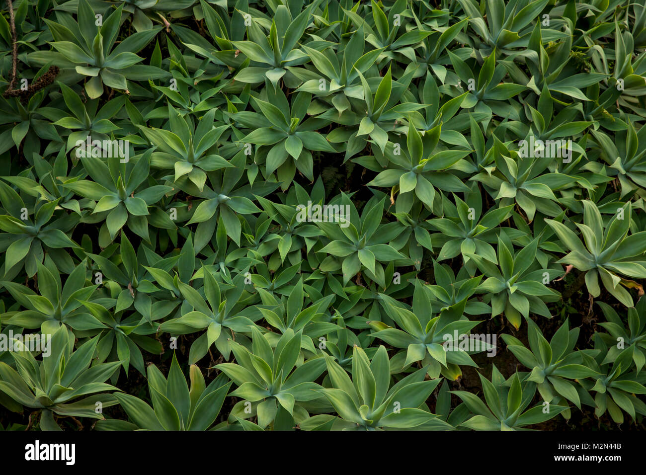 Plants in Brazil Stock Photo - Alamy