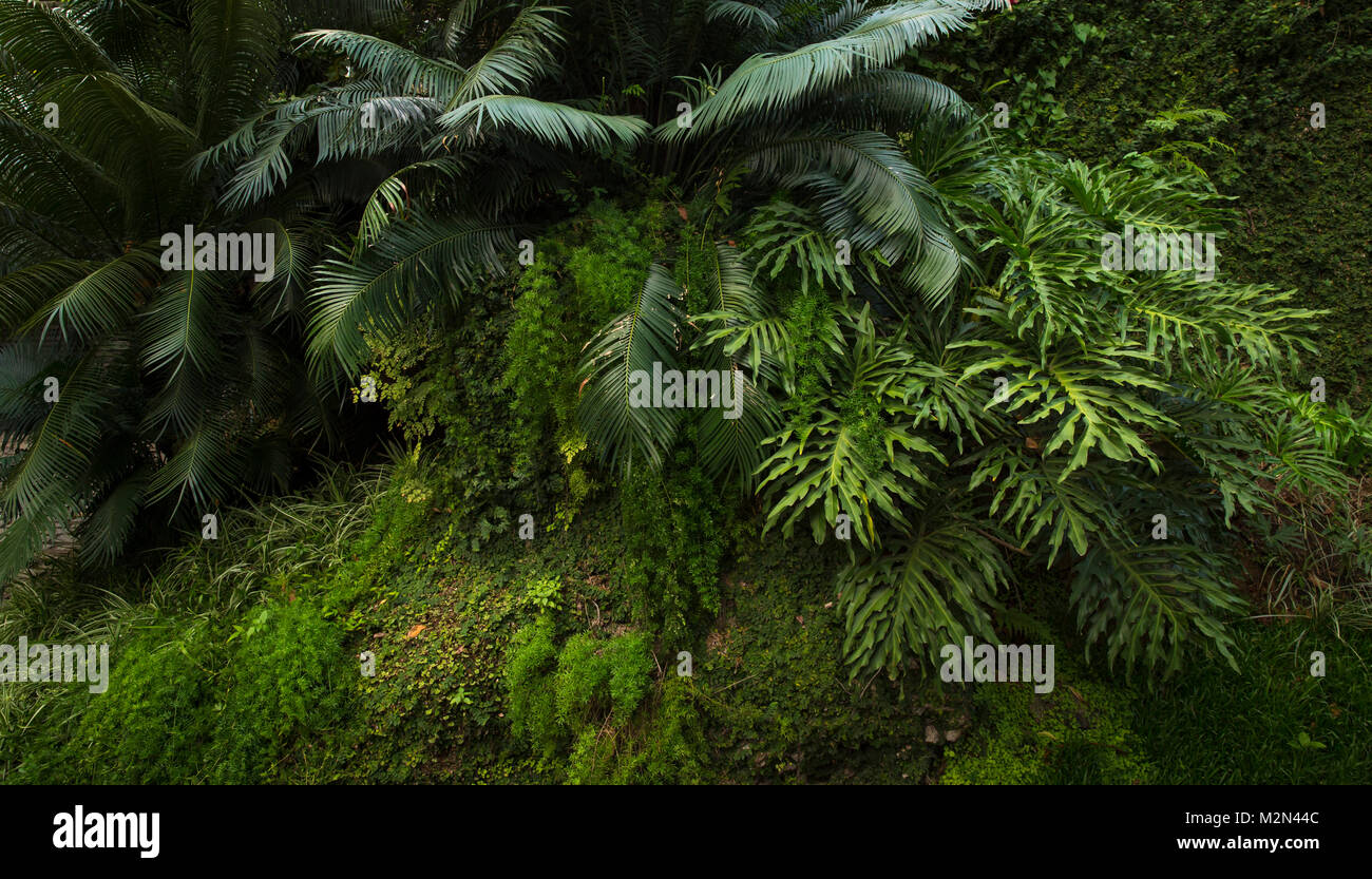 Brazilian Tree Fern High Resolution Stock Photography and Images - Alamy