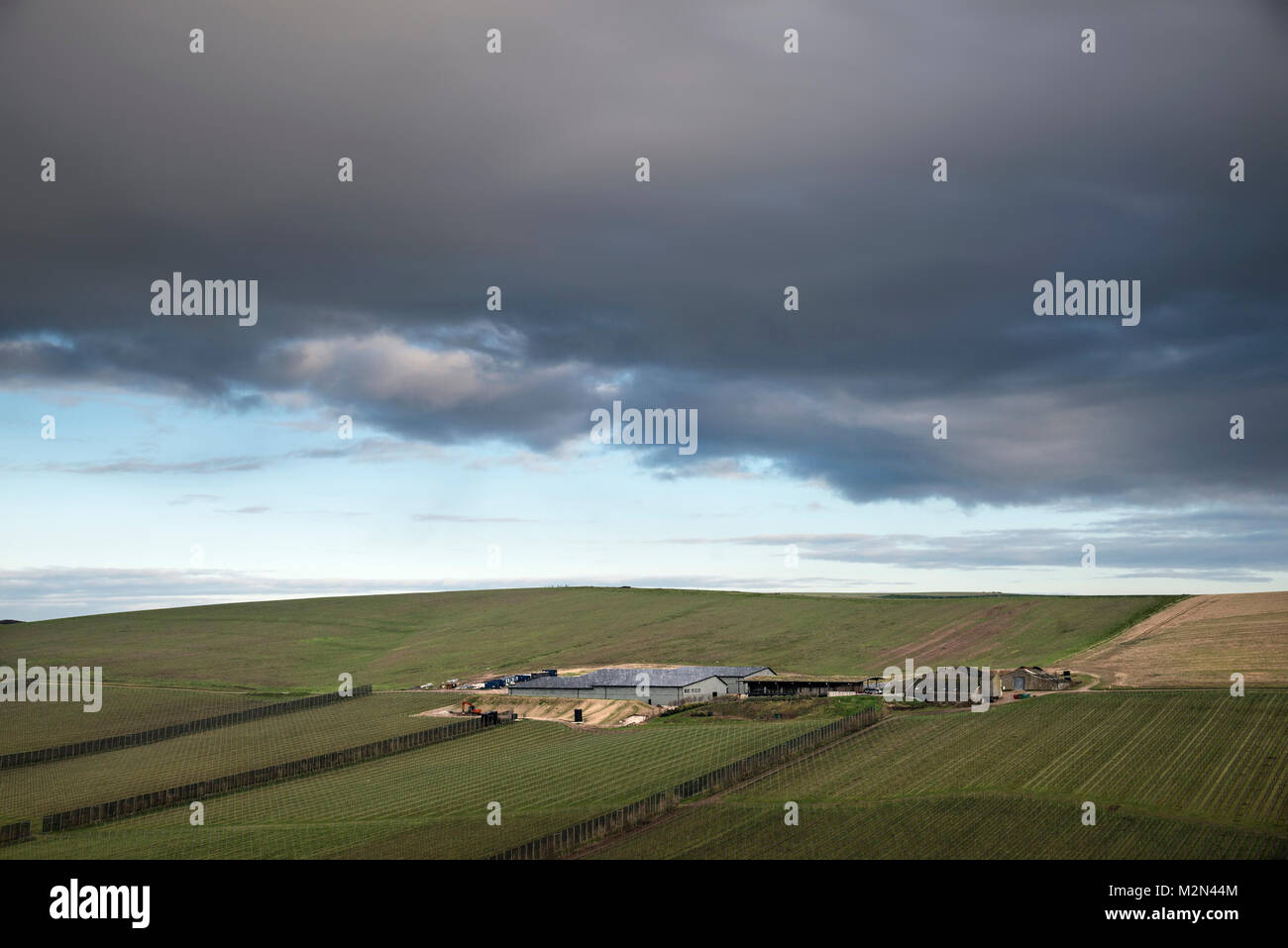 Landscape image of vineyard in English countryside scene with moody sky ...