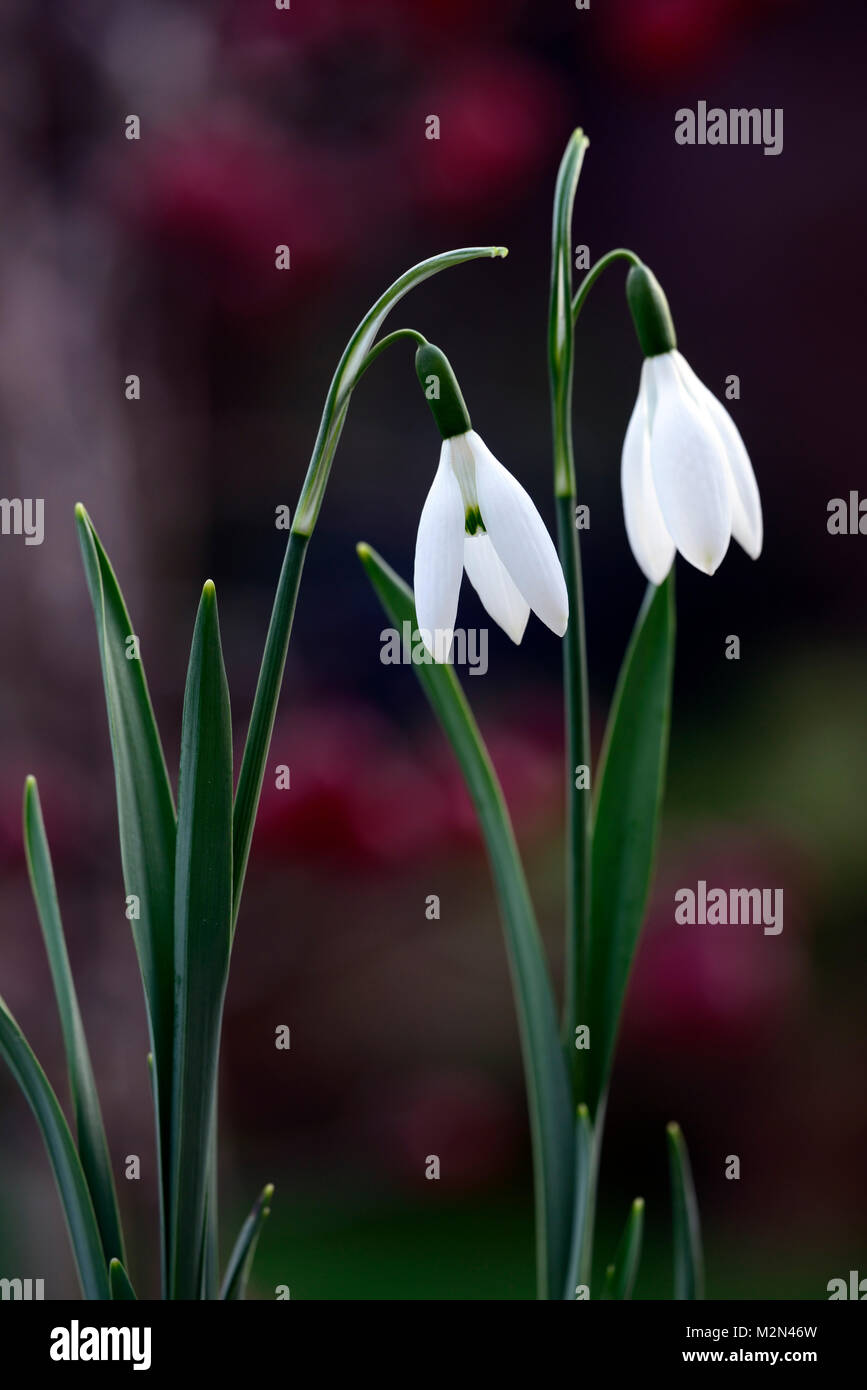 Rare snowdrop hi-res stock photography and images - Alamy
