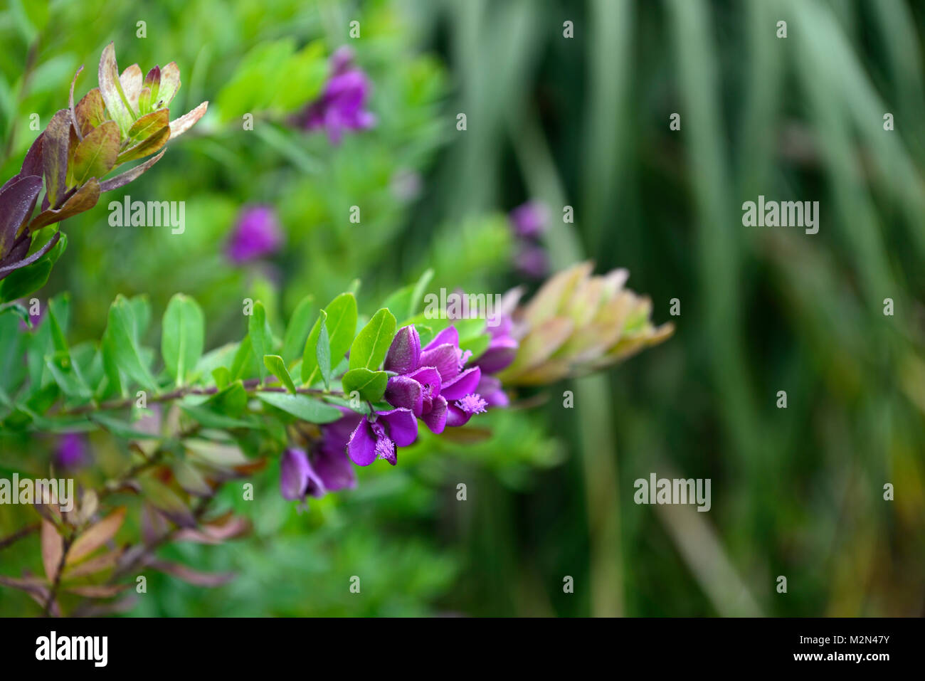 Myrtifolia hi-res stock photography and images - Alamy