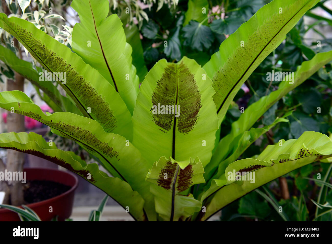 Asplenium nidus,birds nest fern,nest fern,epiphytic, epiphyte ...