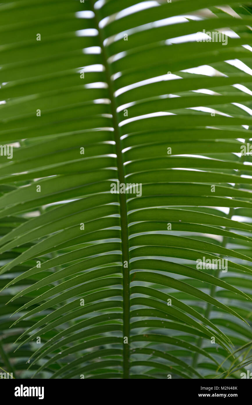Dioon hi-res stock photography and images - Alamy