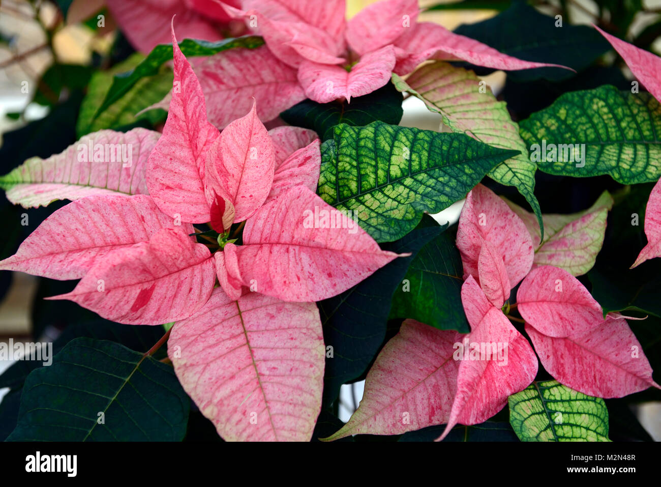 Euphorbia pulcherrima christmas feelings fantasy hi-res stock ...