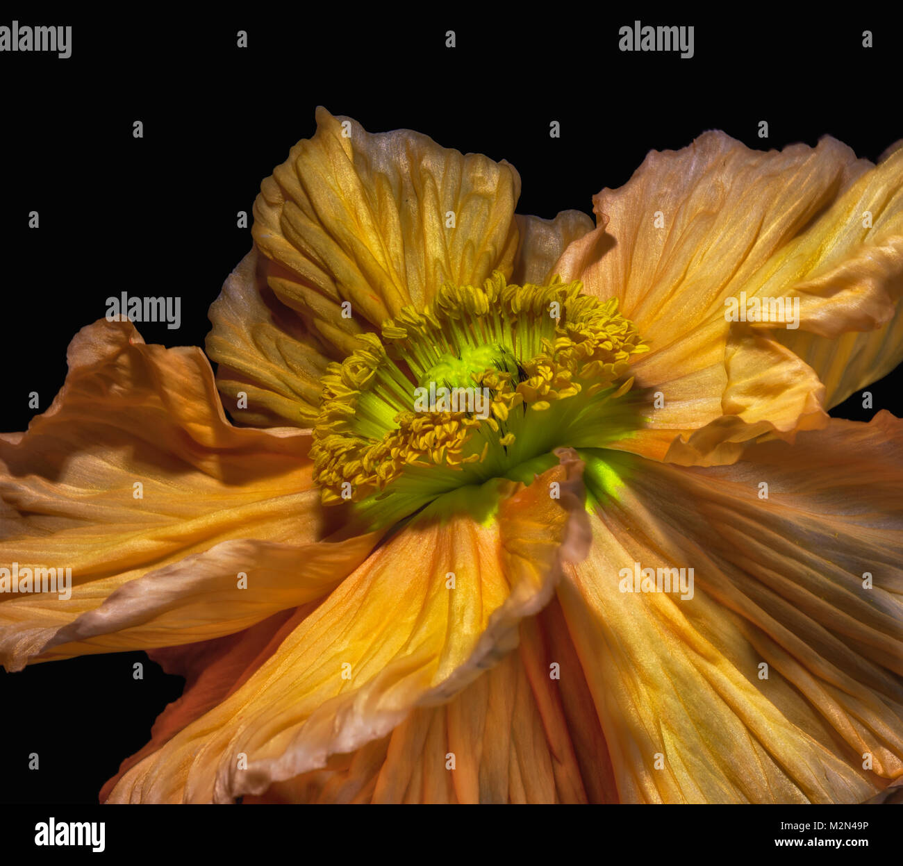 Loral hi-res stock photography and images - Alamy