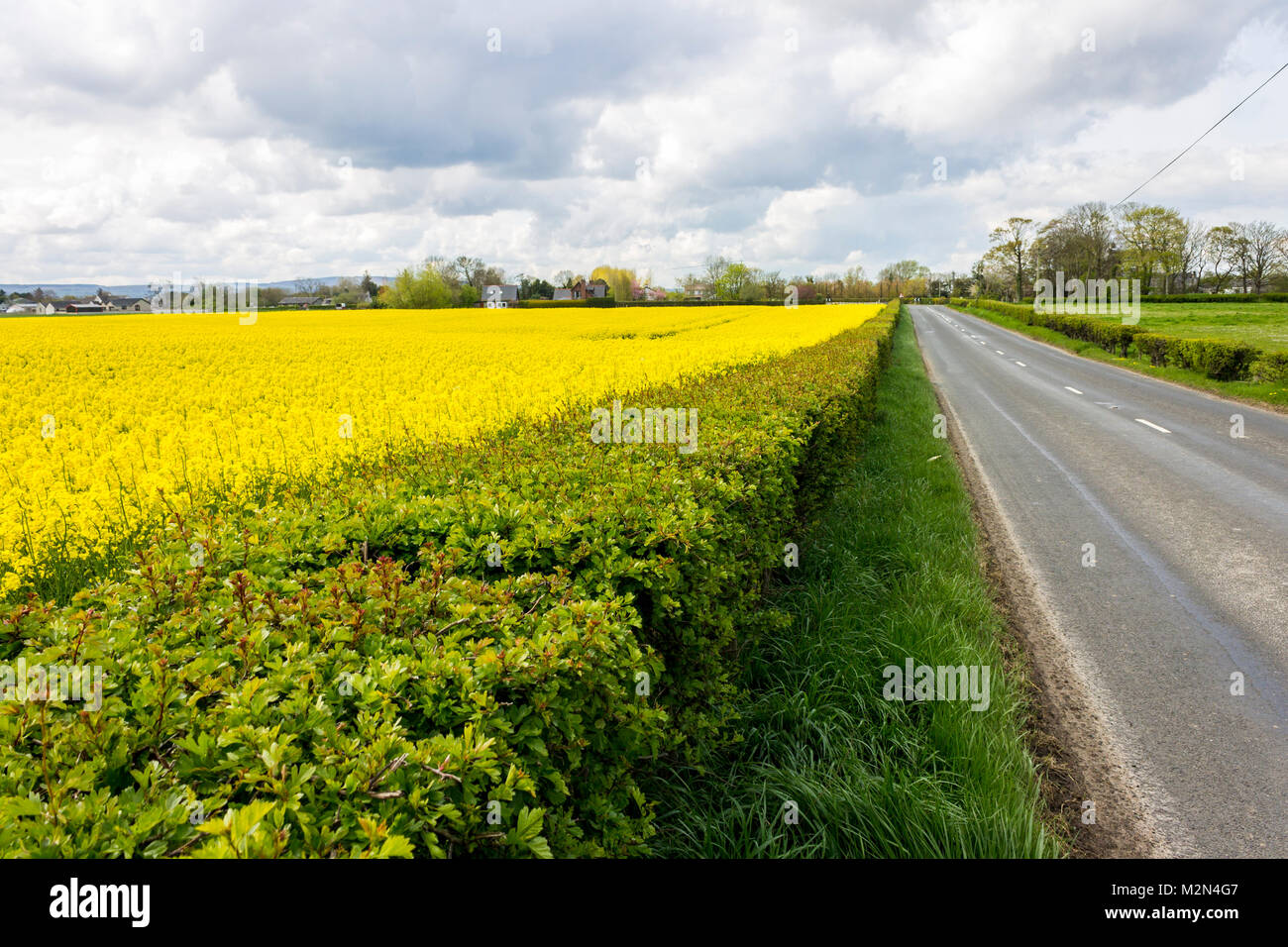 Yellow rapeseed flowers fields near Castlerock, Derry County, Northern ...