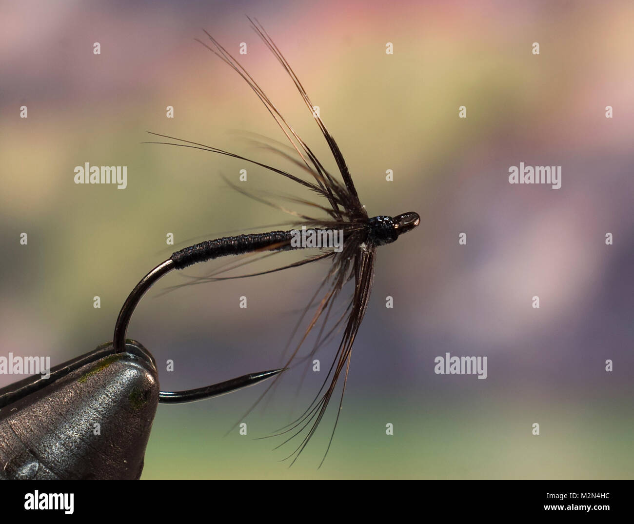 Barbless black spider fly hi-res stock photography and images - Alamy