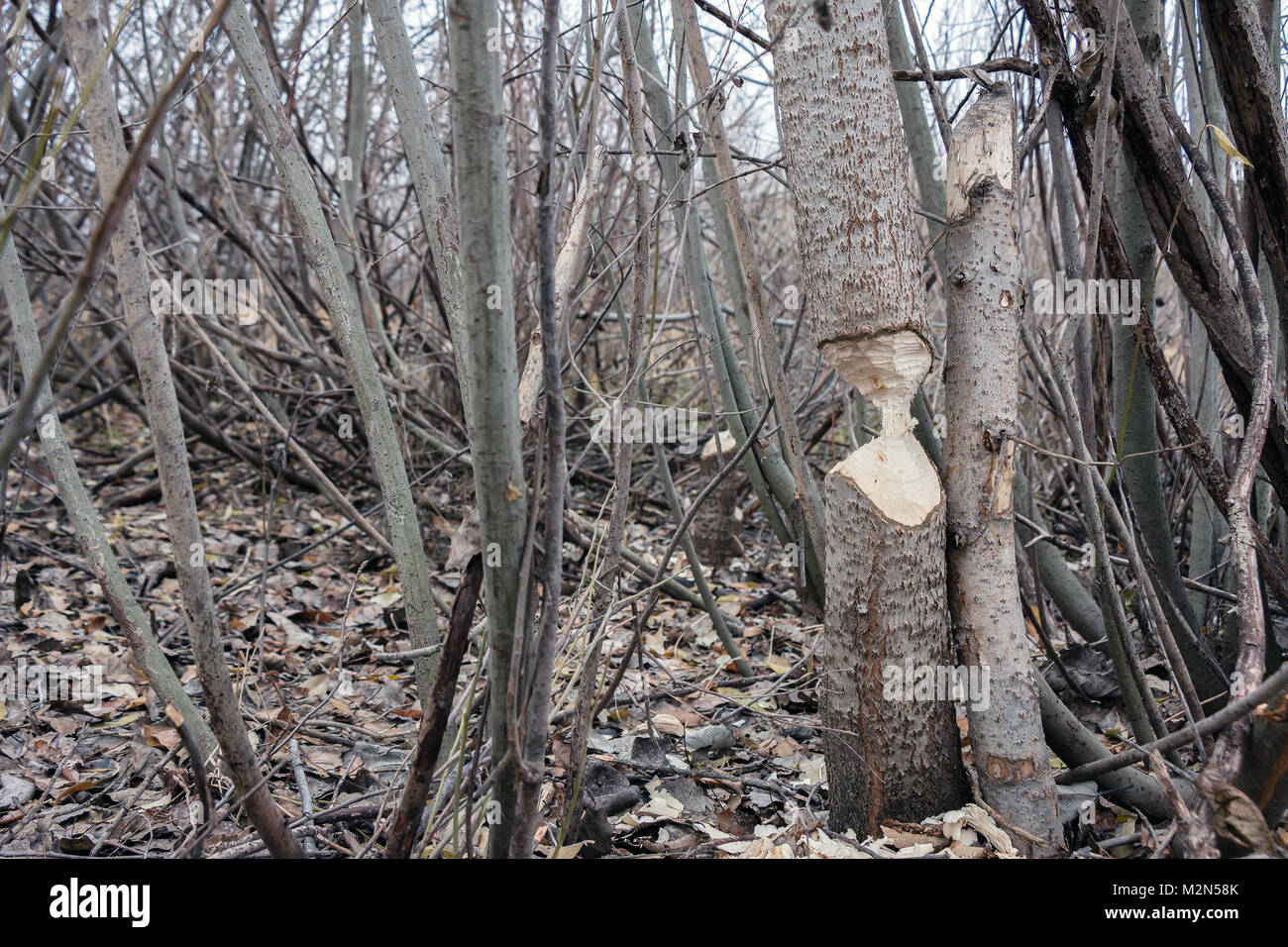 The tree that the beavers gnawed in a small aspenwood Stock Photo - Alamy