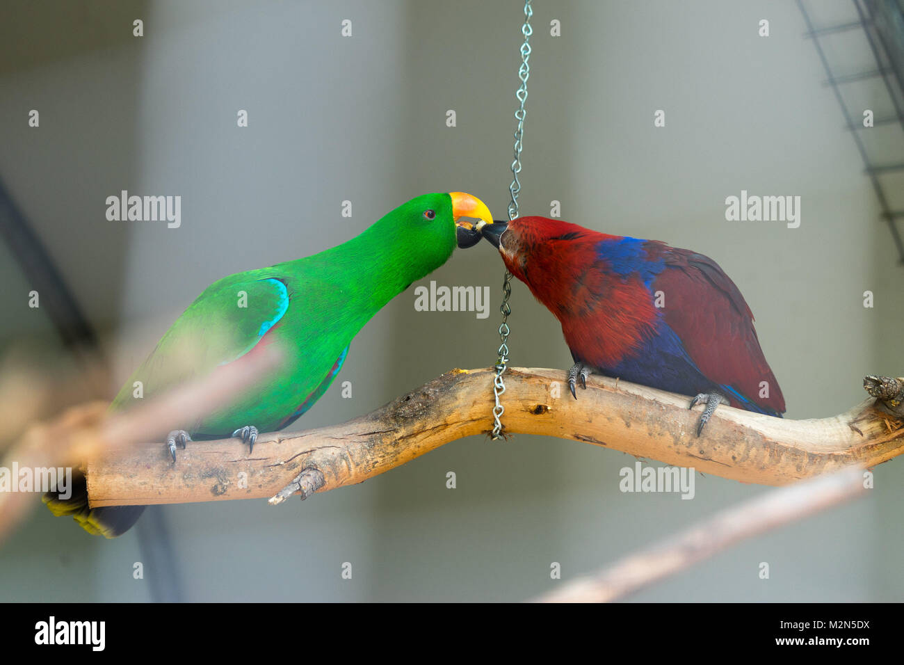 Food parrots hi-res stock photography and images - Alamy