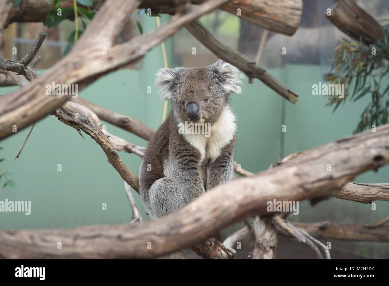 Sad koala sitting on a branch of tree Stock Photo - Alamy