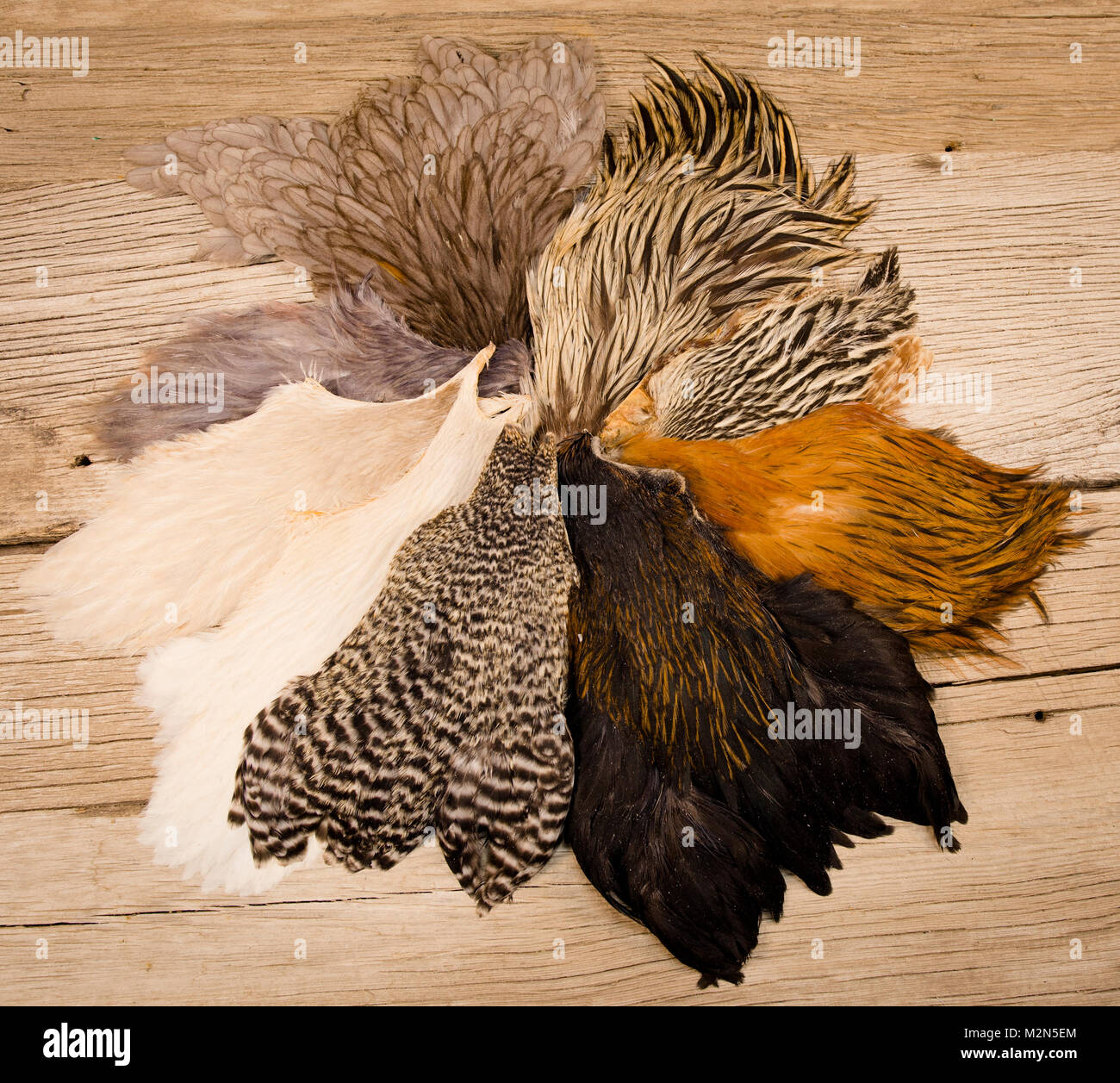 Hen Chicken Capes Hen chicken feathers are soft and webby, with ...