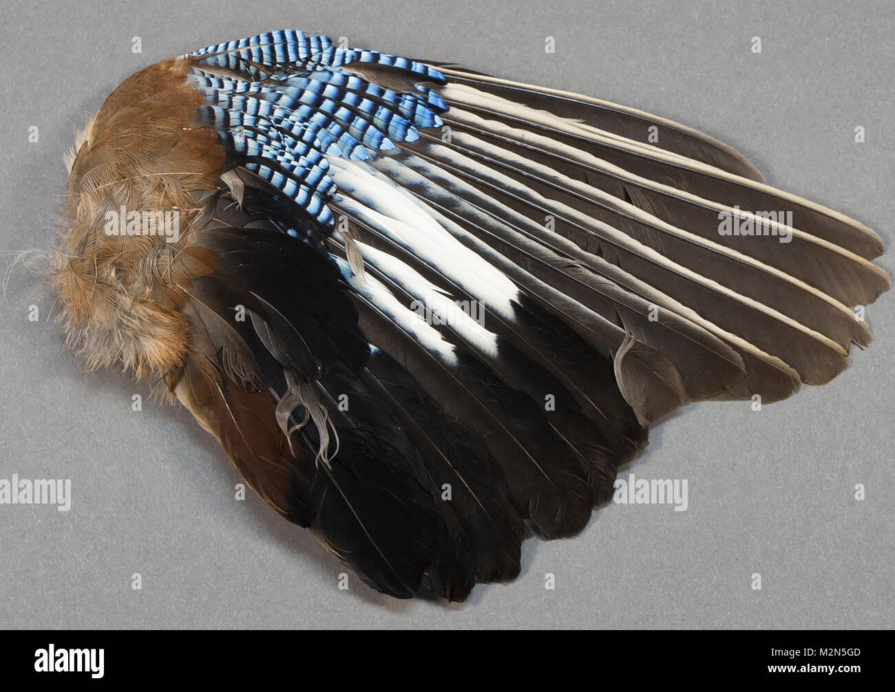 Eurasian jay (Garrulus glandarius) Some of the oldest recored patterns ...