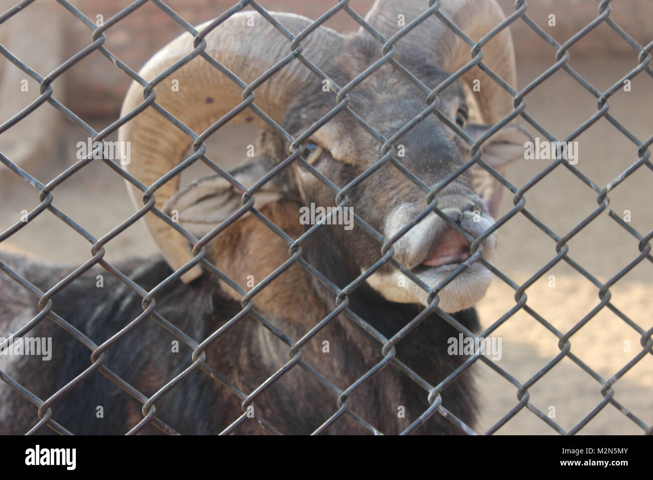 Portrait of a Markhor goat in Lahore Zoo, Lahore, Pakistan (national ...