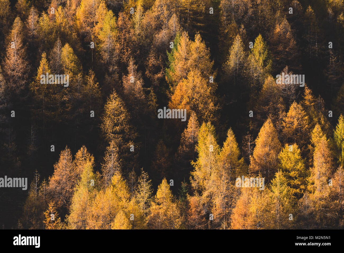 Yellow larches tree hi-res stock photography and images - Alamy