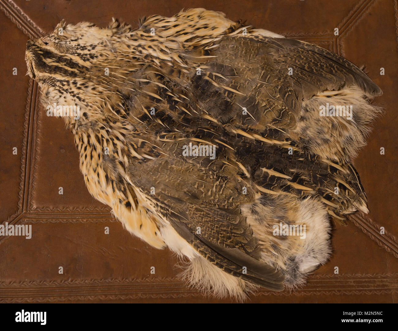 Japanese Pharaoh Quail Skin (Coturnix japonica) The pharoah quail is ...