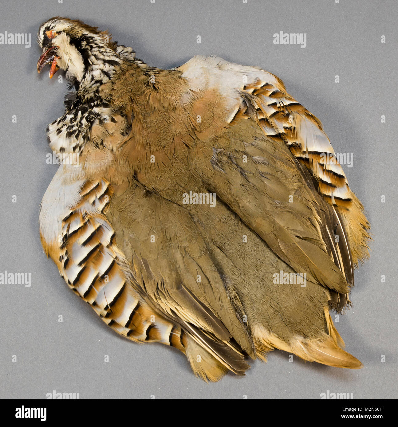 Pale skinned hi-res stock photography and images - Alamy