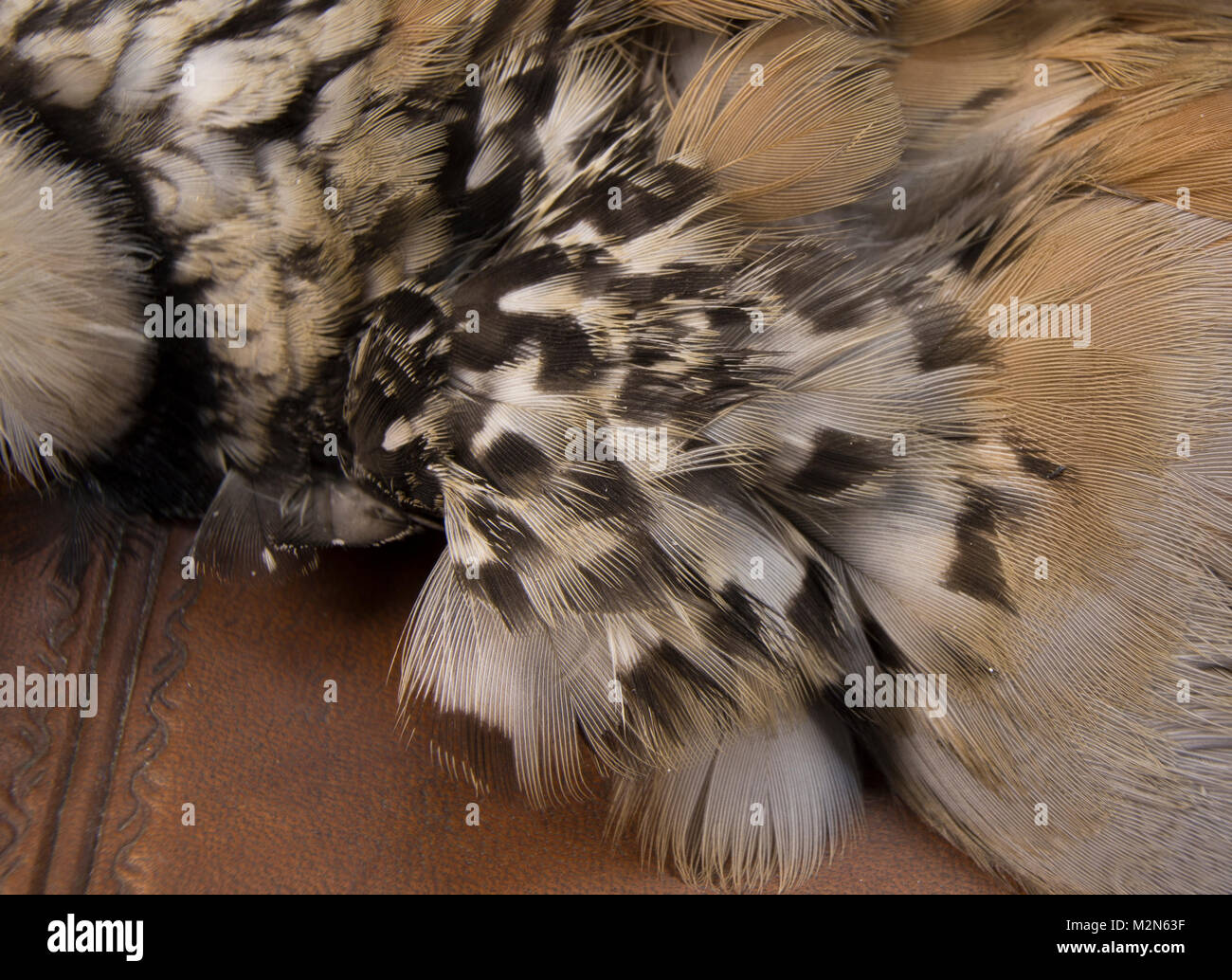 French partridge skin hi-res stock photography and images - Alamy