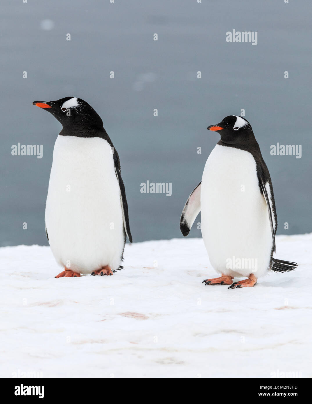 Long-tailed Gentoo penguin; Pygoscelis papua; Cuverville Island ...