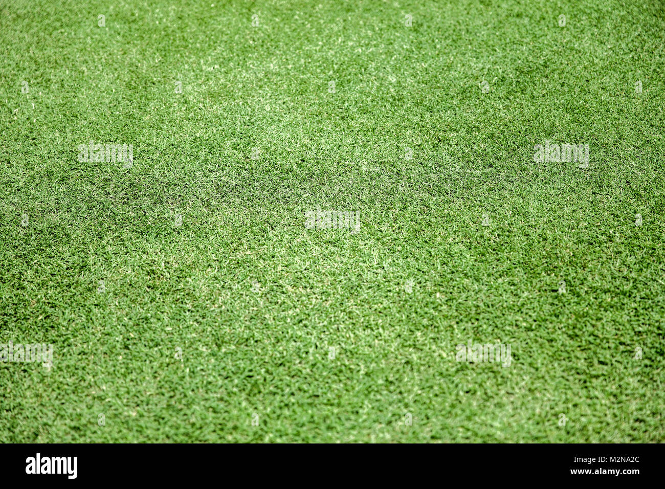 Closeup detail of the green grass field Stock Photo - Alamy