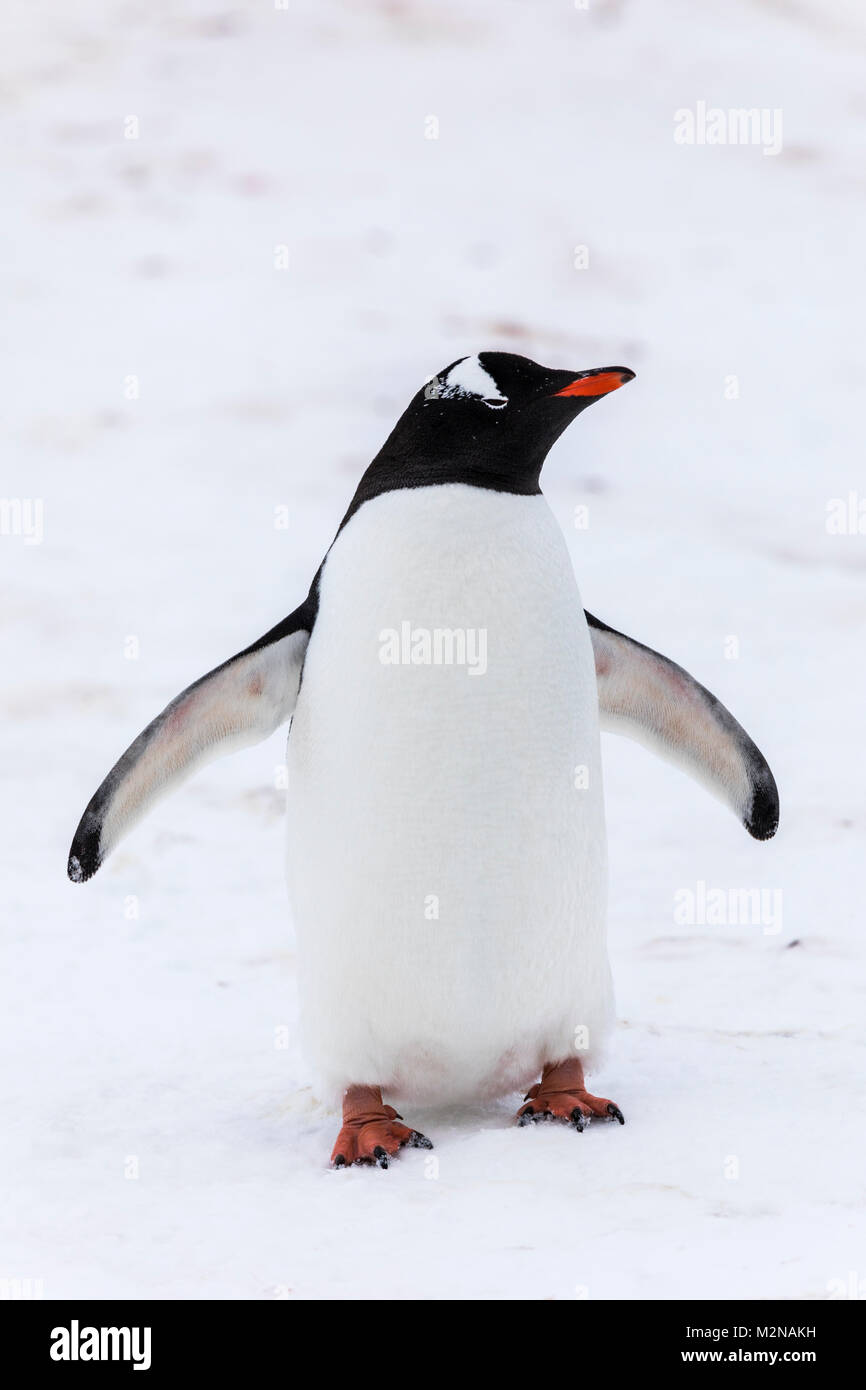 Long-tailed Gentoo penguin; Pygoscelis papua; Cuverville Island ...