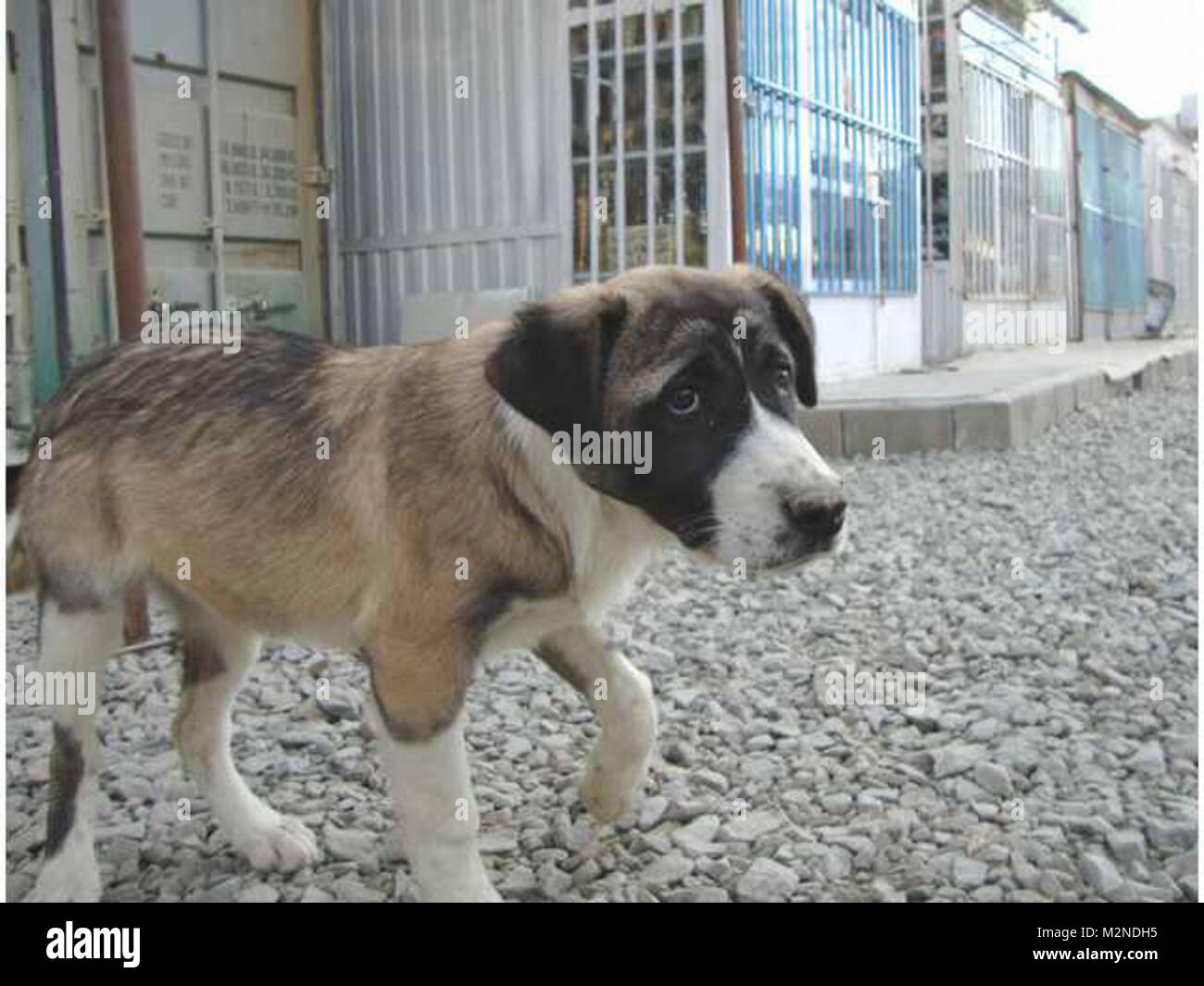 Spunky, a stray dog, in Afghanistan by Georgia National Guard Stock ...